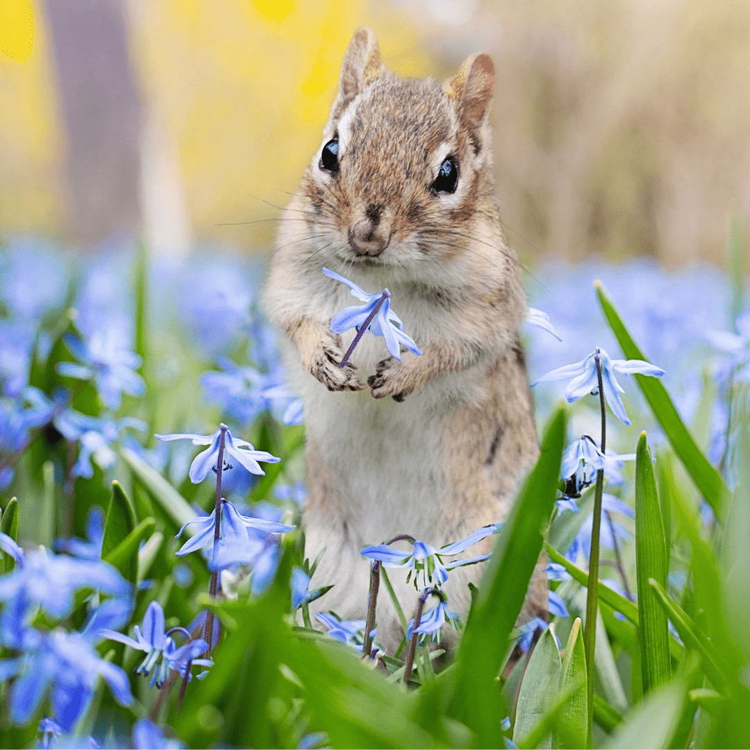 Chipmunk Symbolism: Spiritual Meaning of Chipmunks