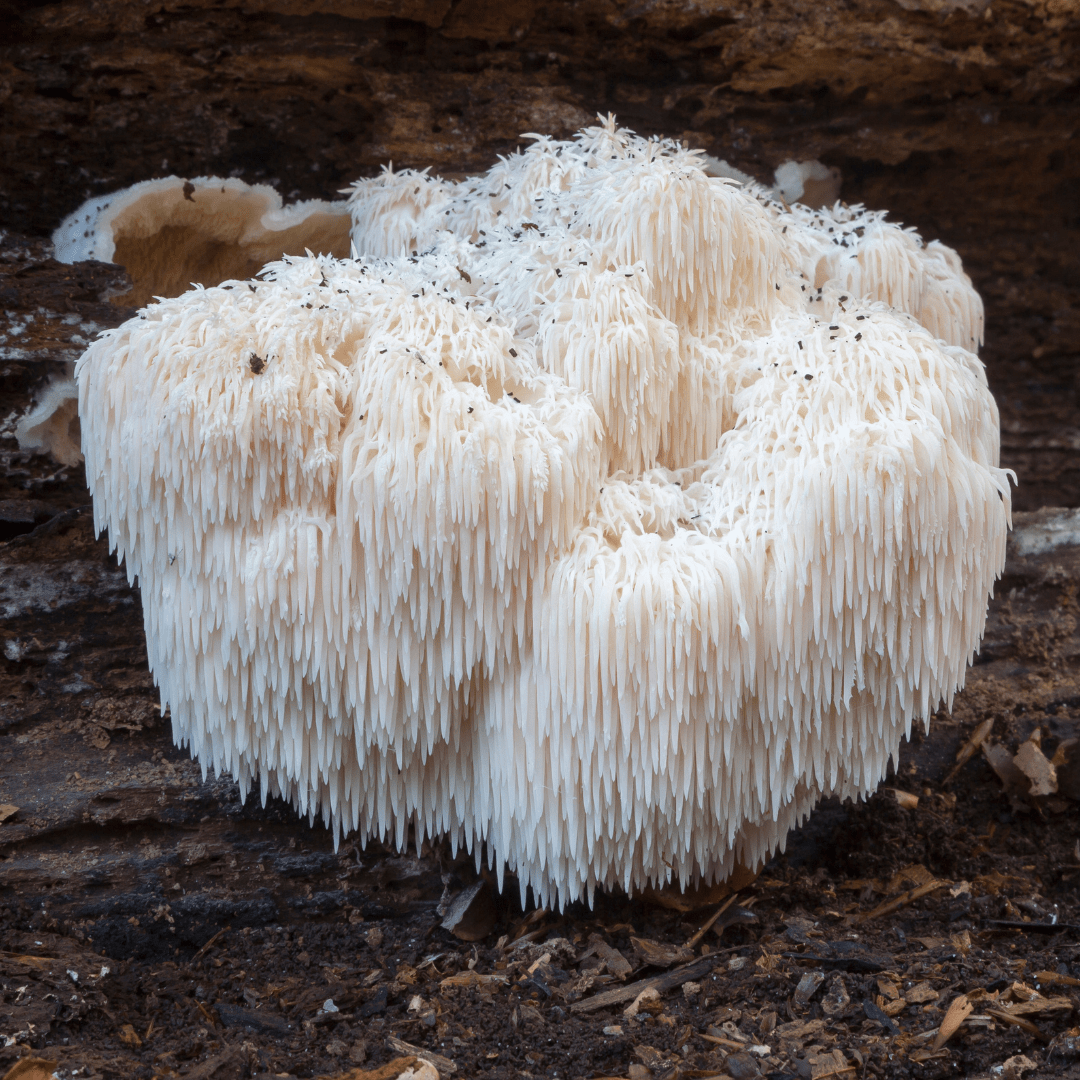 Lion's Mane Spiritual Benefits: Unearthing Mushroom Mysteries Lion's Mane Spiritual Benefits: Unearthing Mushroom Mysteries