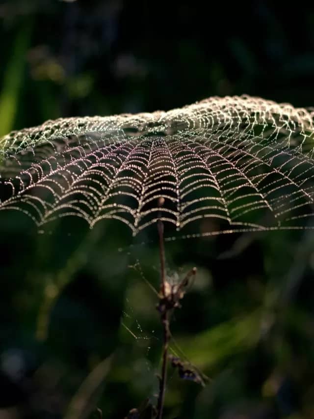 Spider Web Spiritual Meaning: The Mystical Threads of Life - The ... Spider Web Spiritual Meaning: The Mystical Threads of Life - The ...